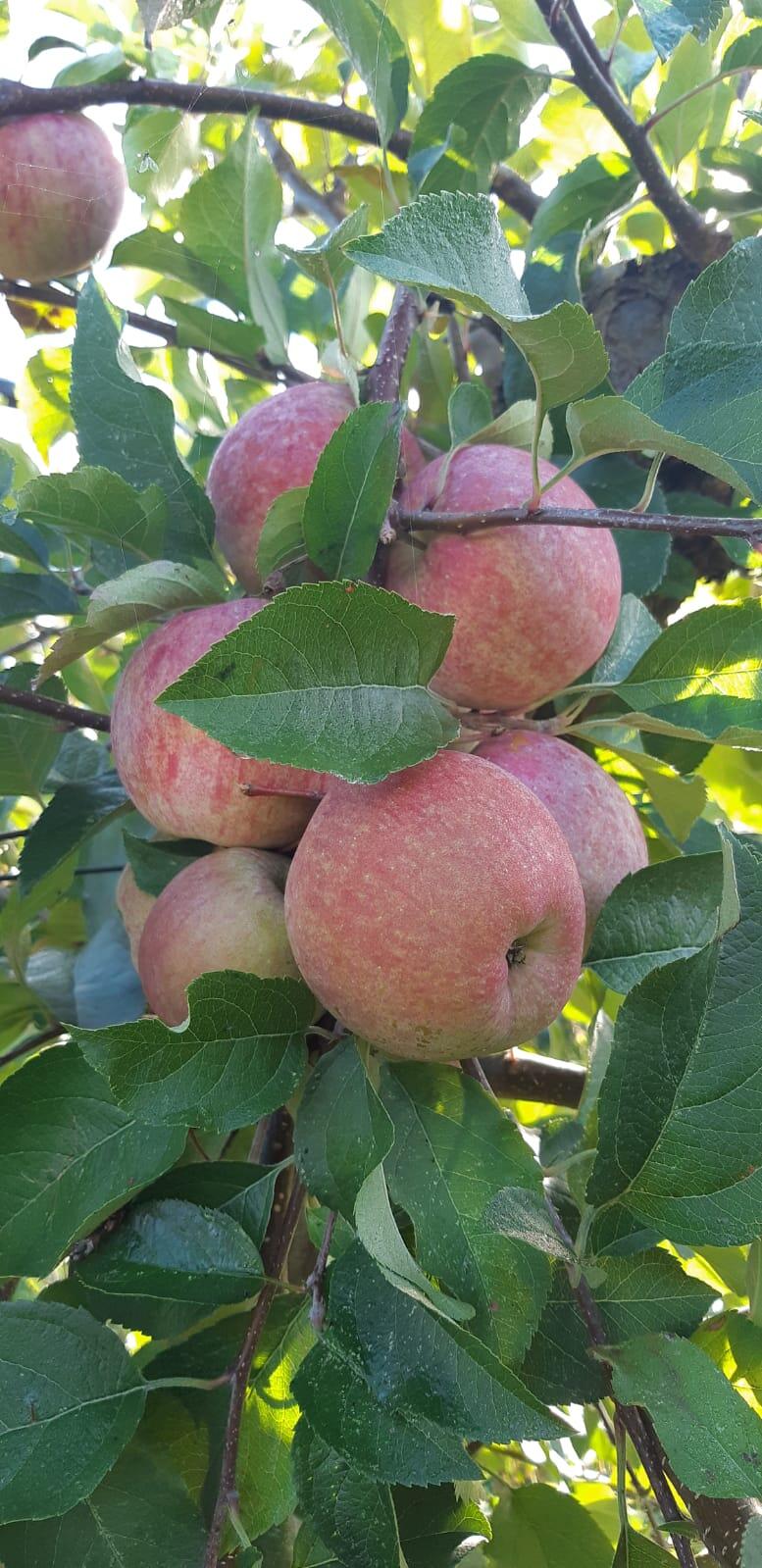 Fuji appel - Landwinkel Ol Diek